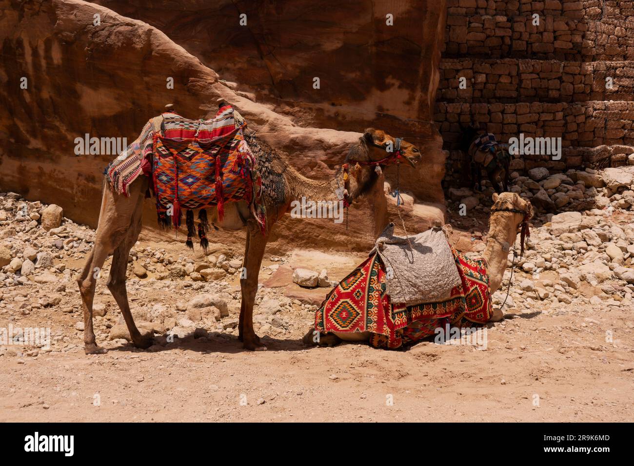 Bedouins camels in petra jordan hi-res stock photography and images - Alamy