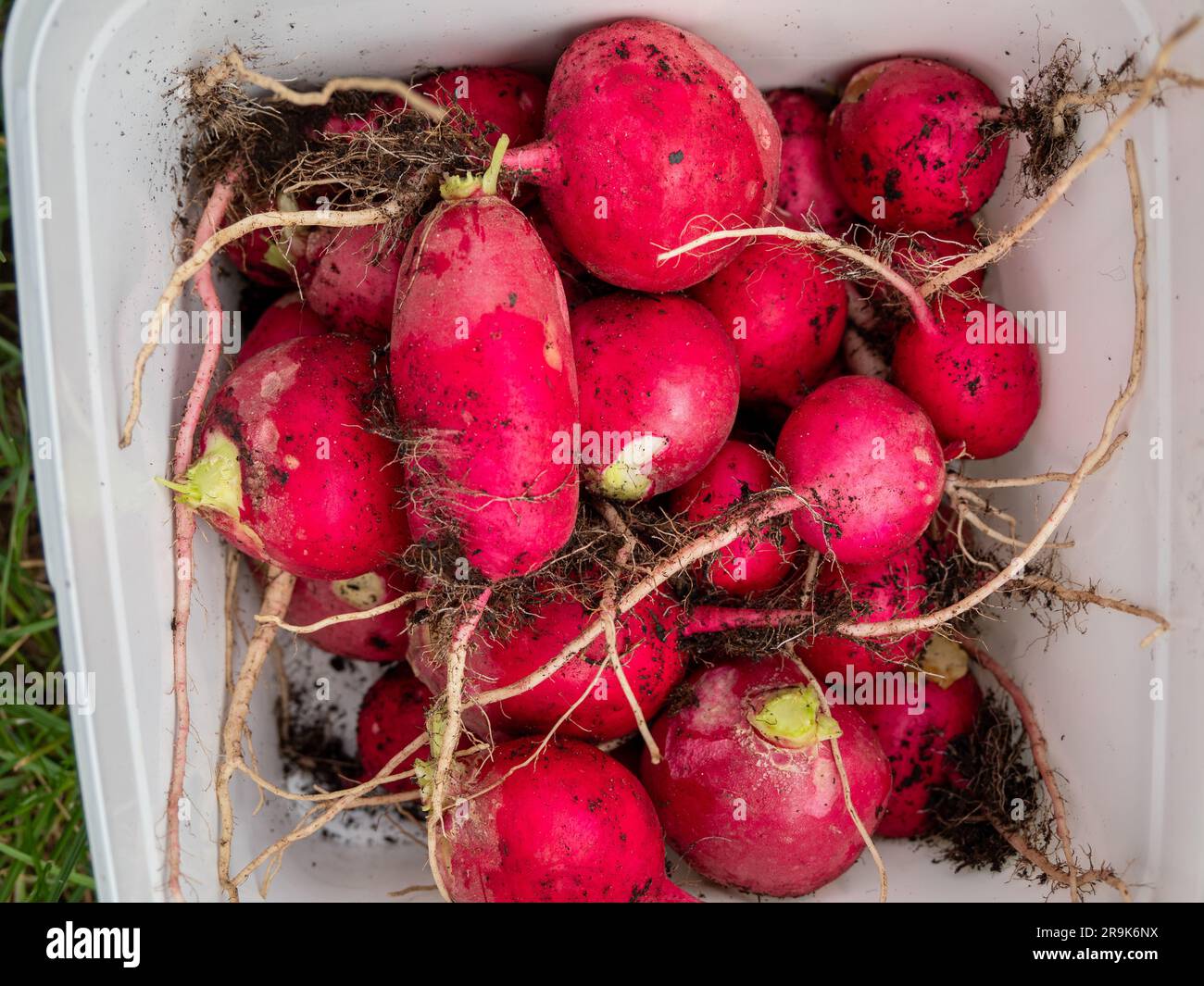Harvesting radishes from the garden. Radish close-up Stock Photo - Alamy