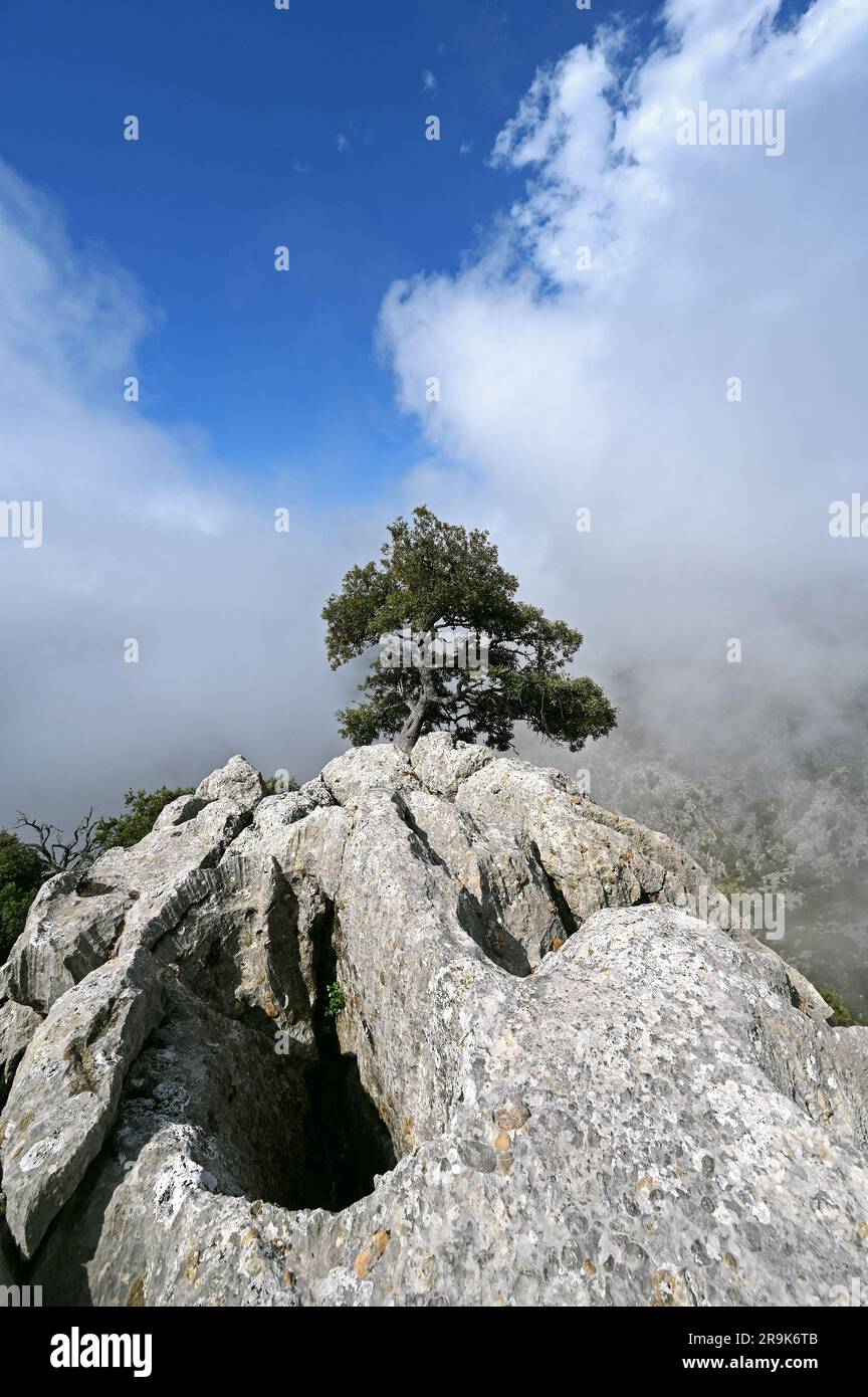 Tree in rock in the Tramuntana Mountains, Mallorca, Spain Stock Photo ...