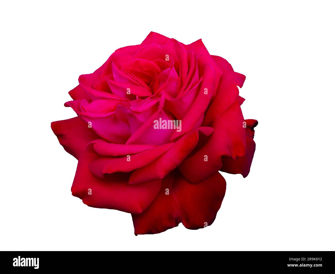 Single bright red rose is on white background. Detail for creating a ...