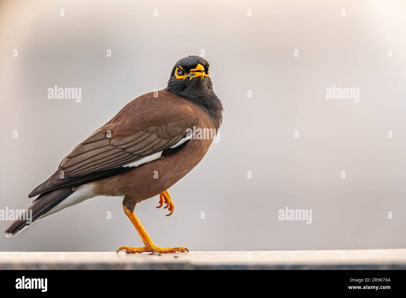Myna photo hi-res stock photography and images - Alamy