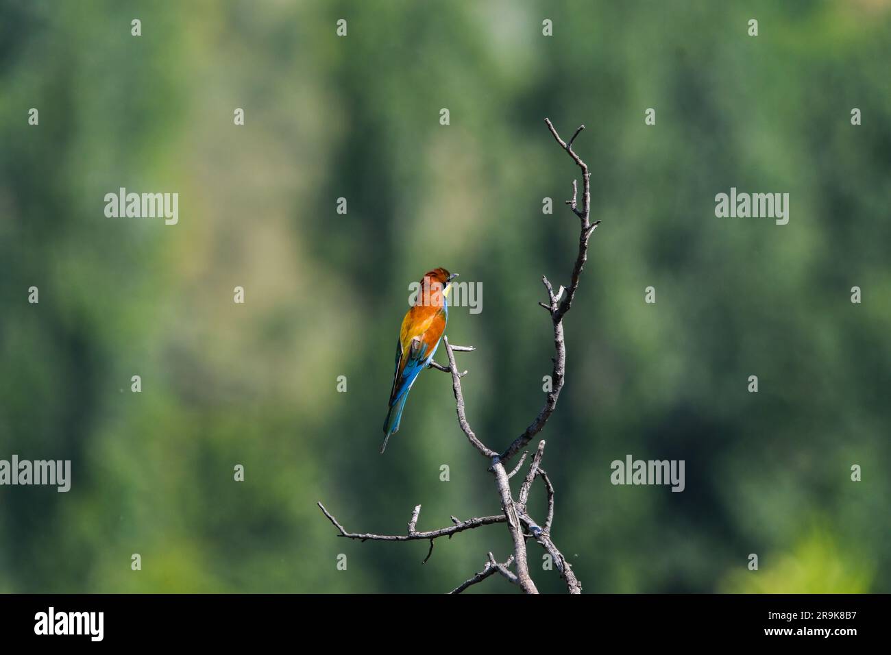 Dramatic view of colorful bird. bee-eater, any of about 25 species of ...