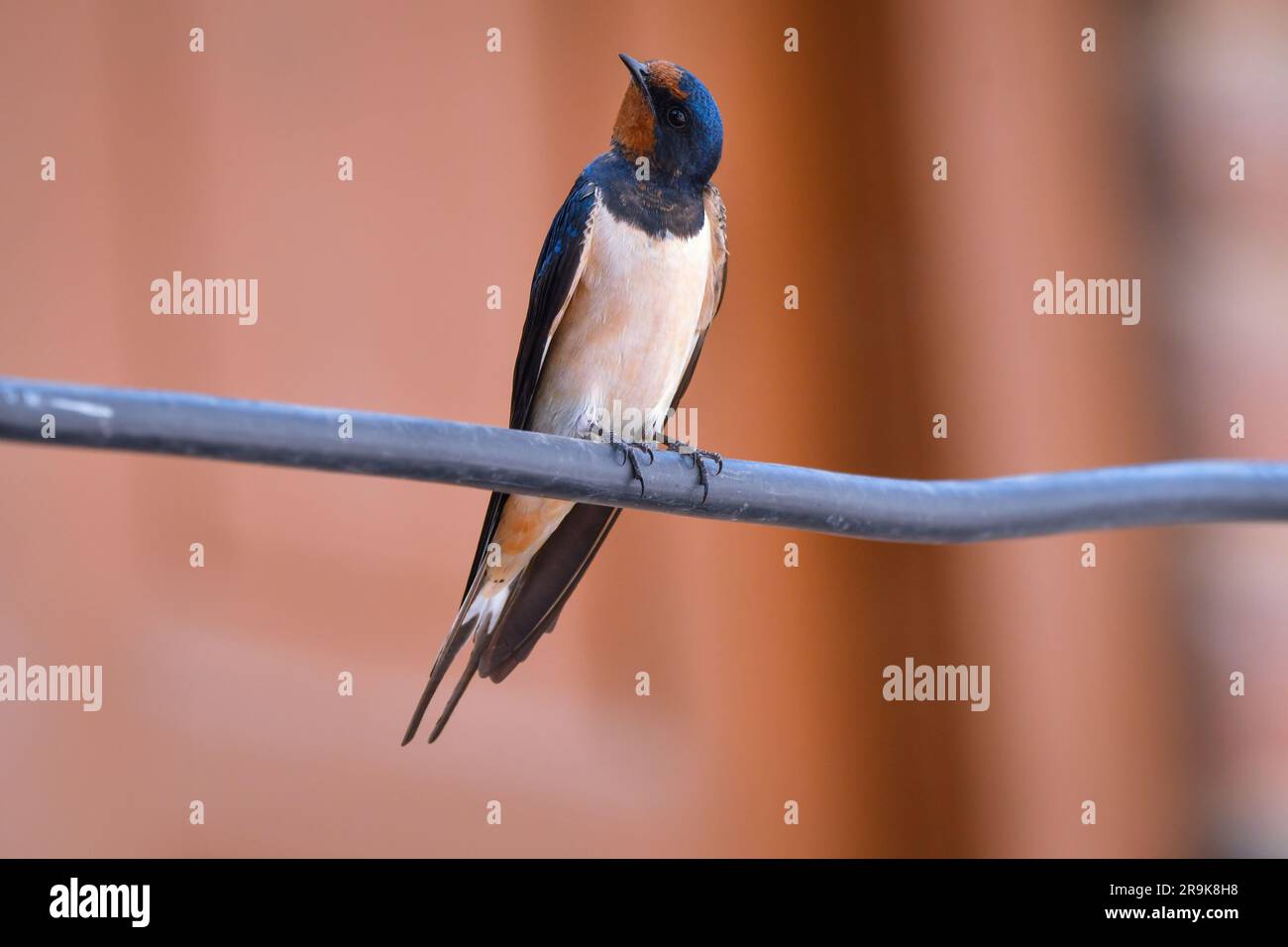 Common swift also known as ababeel resting on a live wire. Bird resting ...