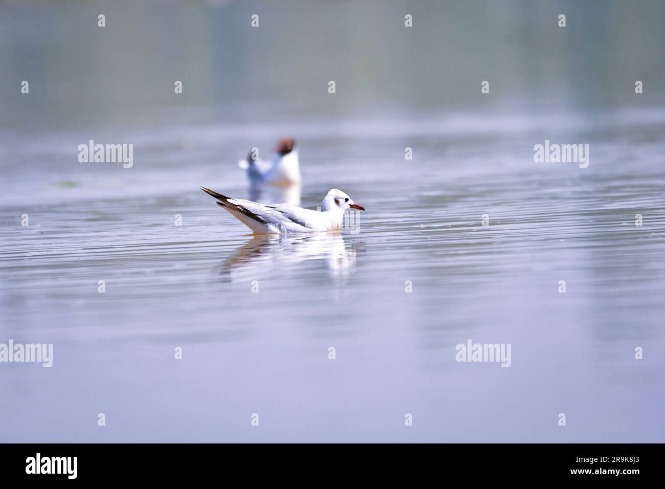Gull, Black-headed gull. Migratory bird resting in a lake Stock Photo ...