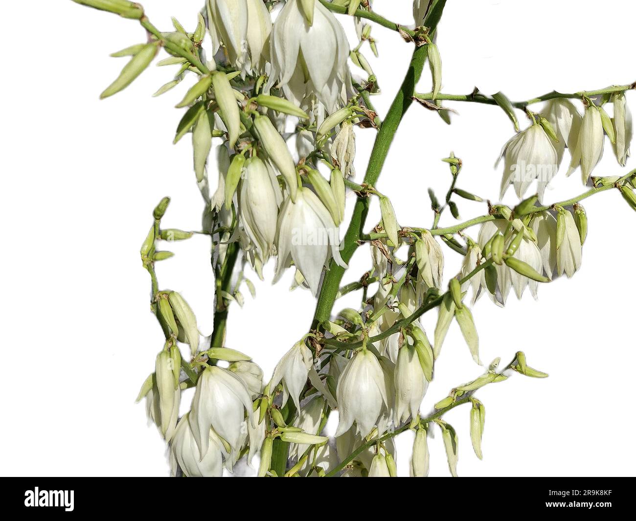 Needle plant hi-res stock photography and images - Alamy