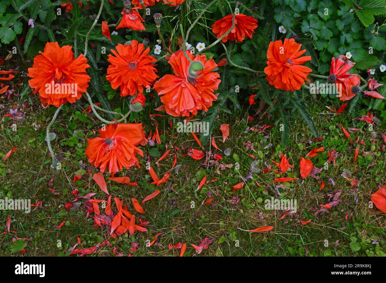 Crumbling flowers hi-res stock photography and images - Alamy
