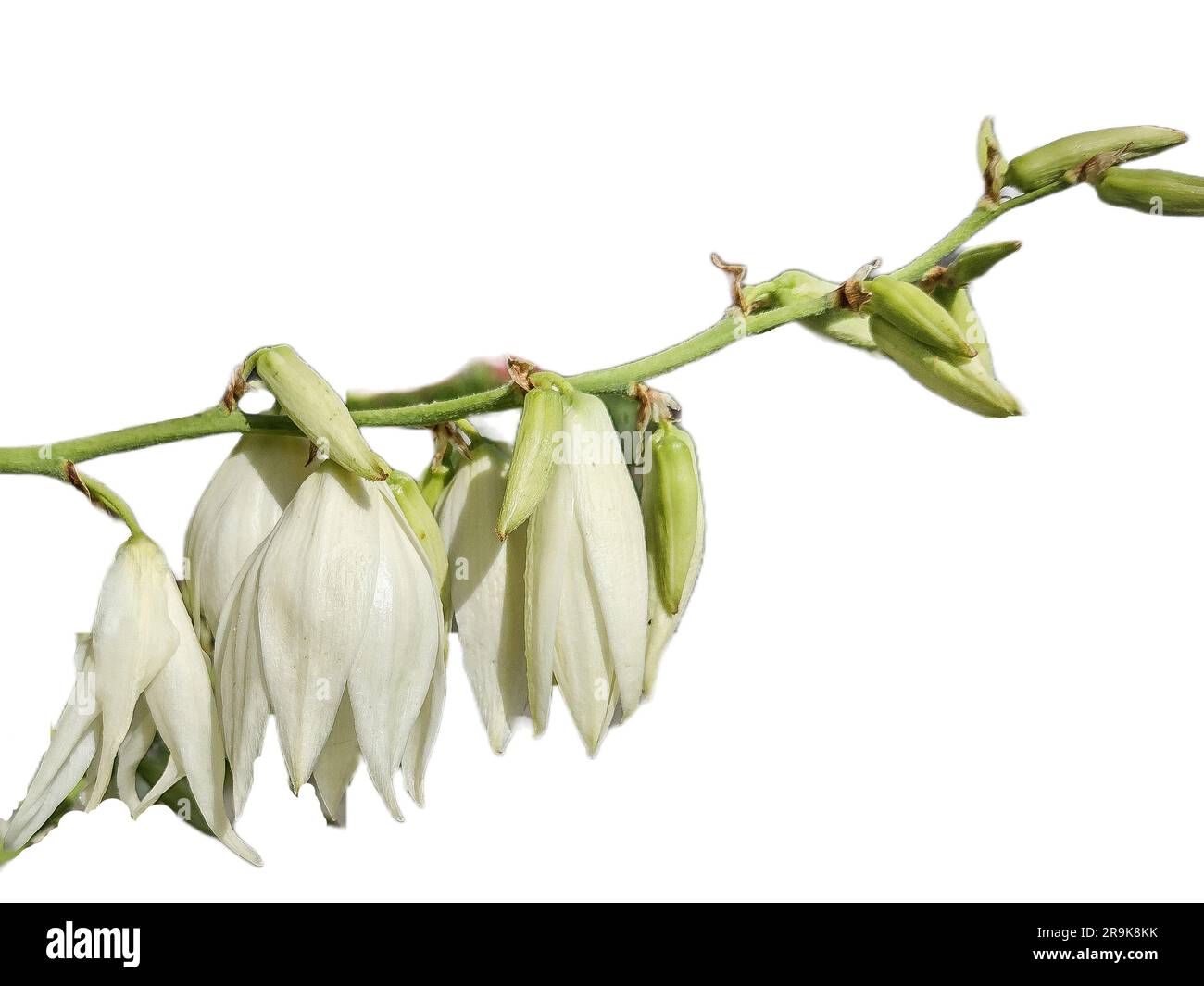 Adam's-needle plant with flowers. Yucca Stock Photo - Alamy