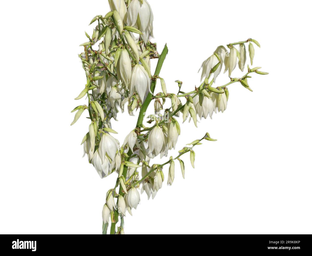 Adam's-needle plant with flowers. Yucca Stock Photo - Alamy