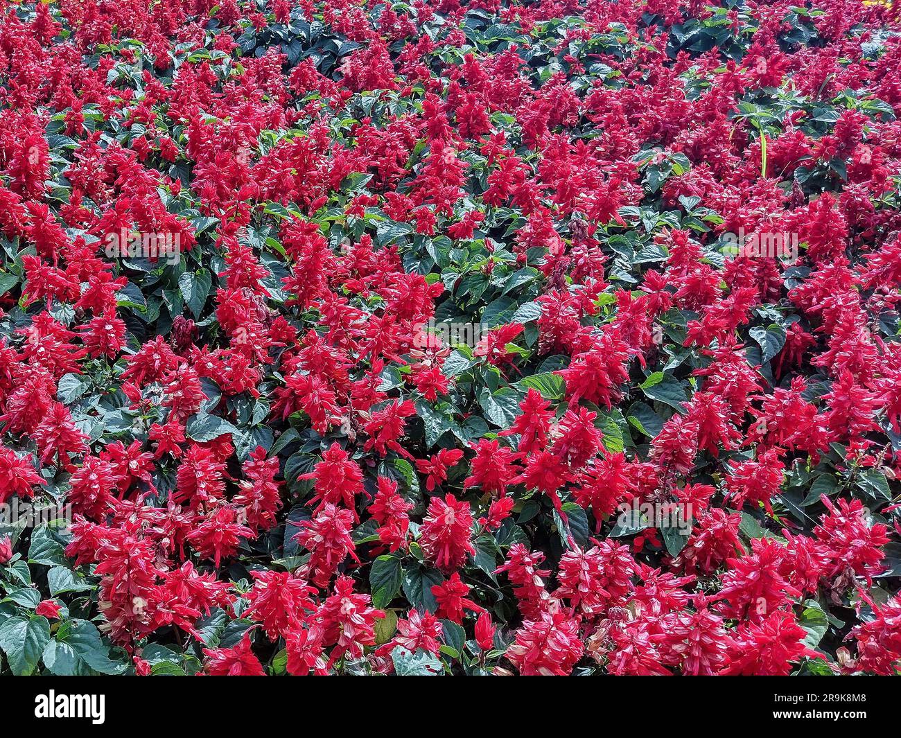 Bonfire salvia flowers in the summer. Salvia splendens Stock Photo - Alamy