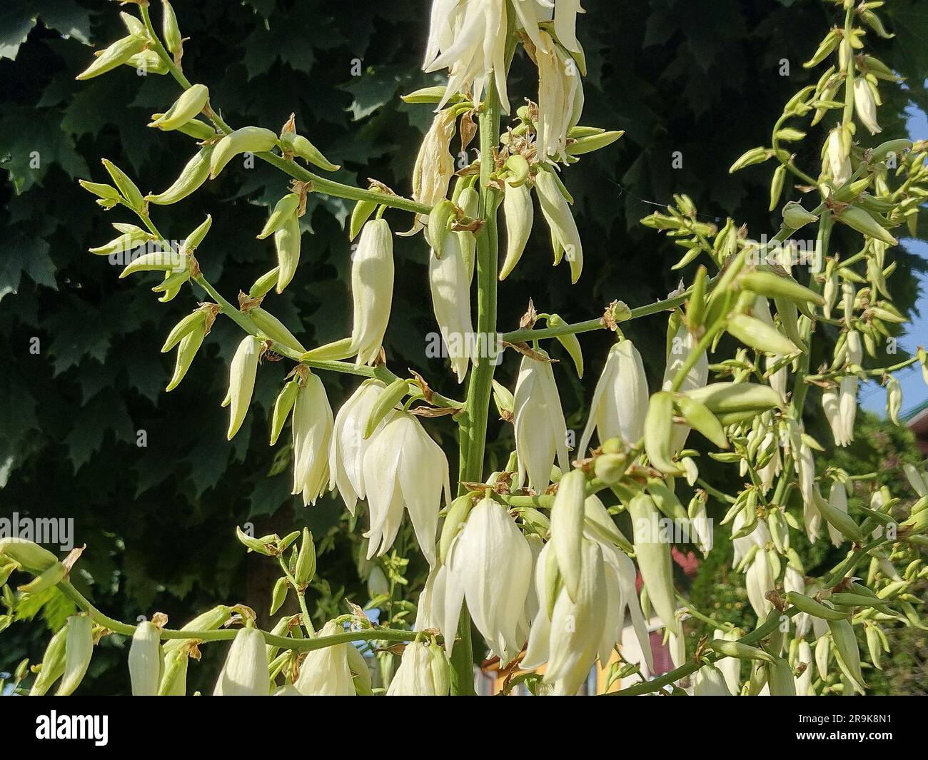 Adam's-needle plant with flowers. Yucca Stock Photo - Alamy