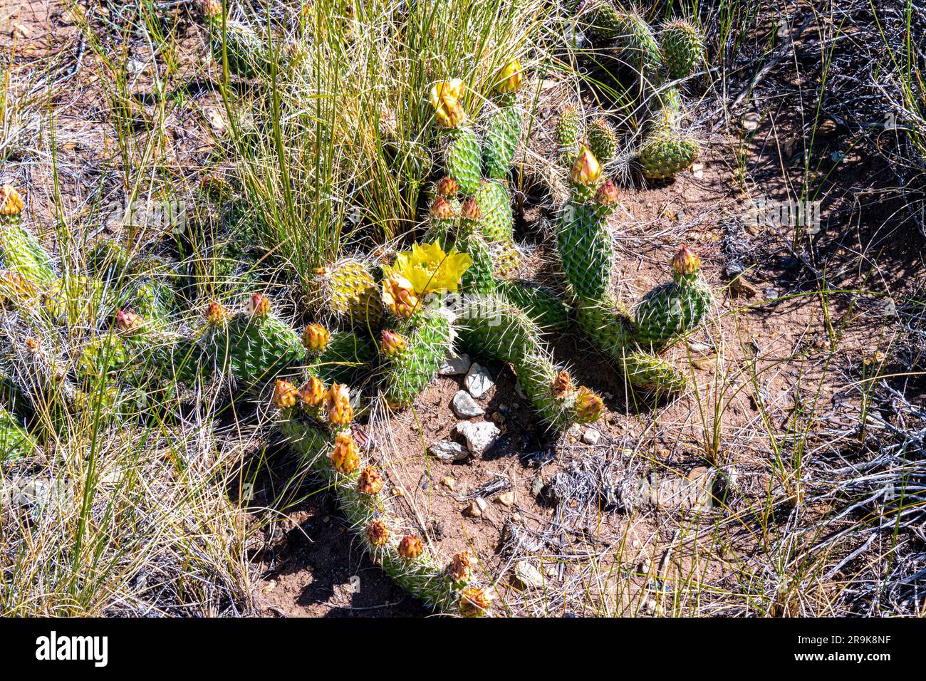 Flowering Prickly Pear Cactus in Great Sand Dunes in the Morning Light ...