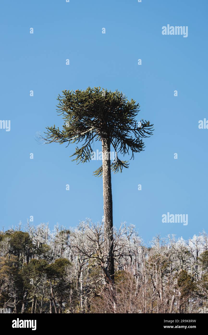 Chilean Patagonian Araucaria, traditional mapuche tree, on a clear sky ...
