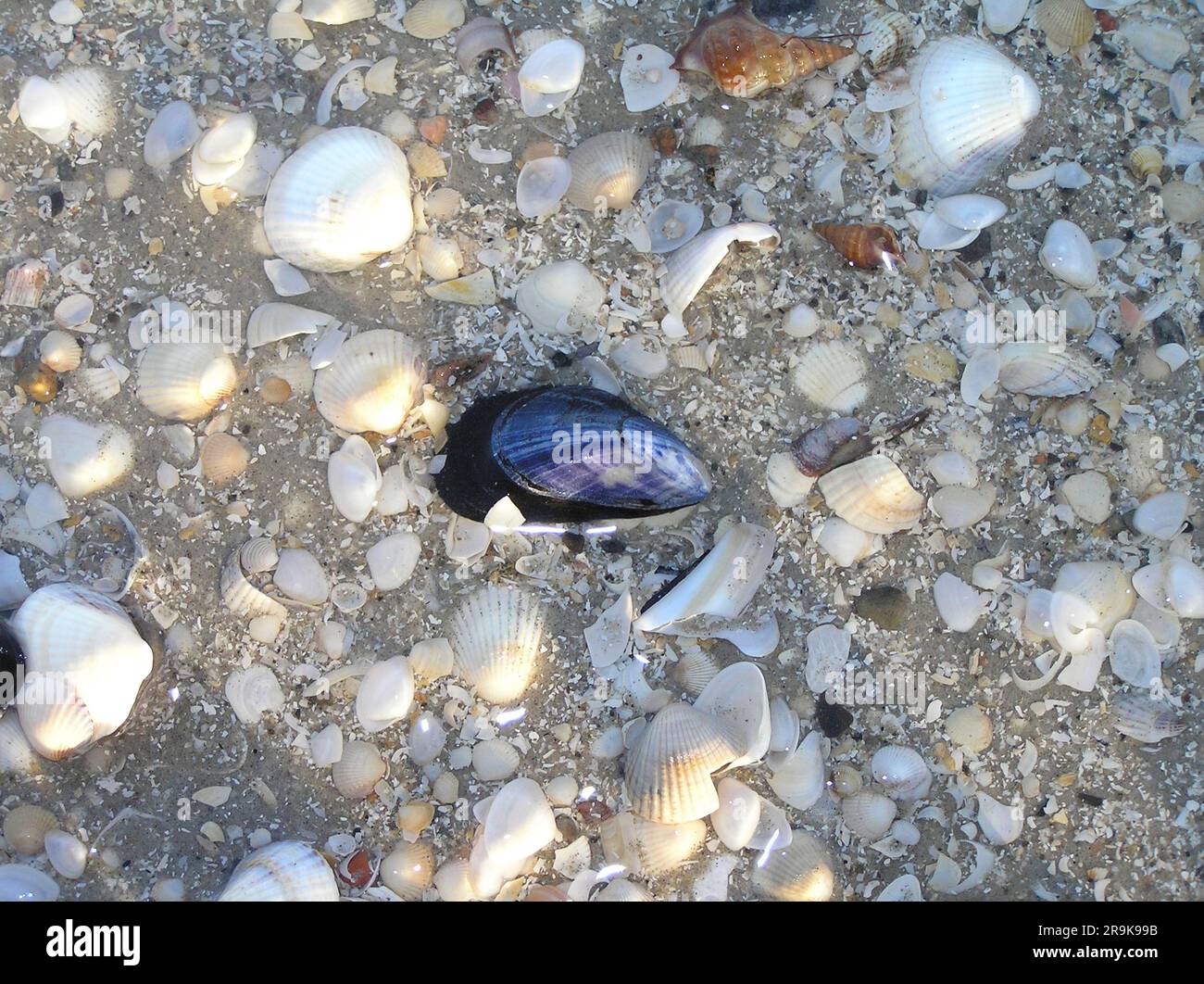 Sandy beach with shells hi-res stock photography and images - Alamy
