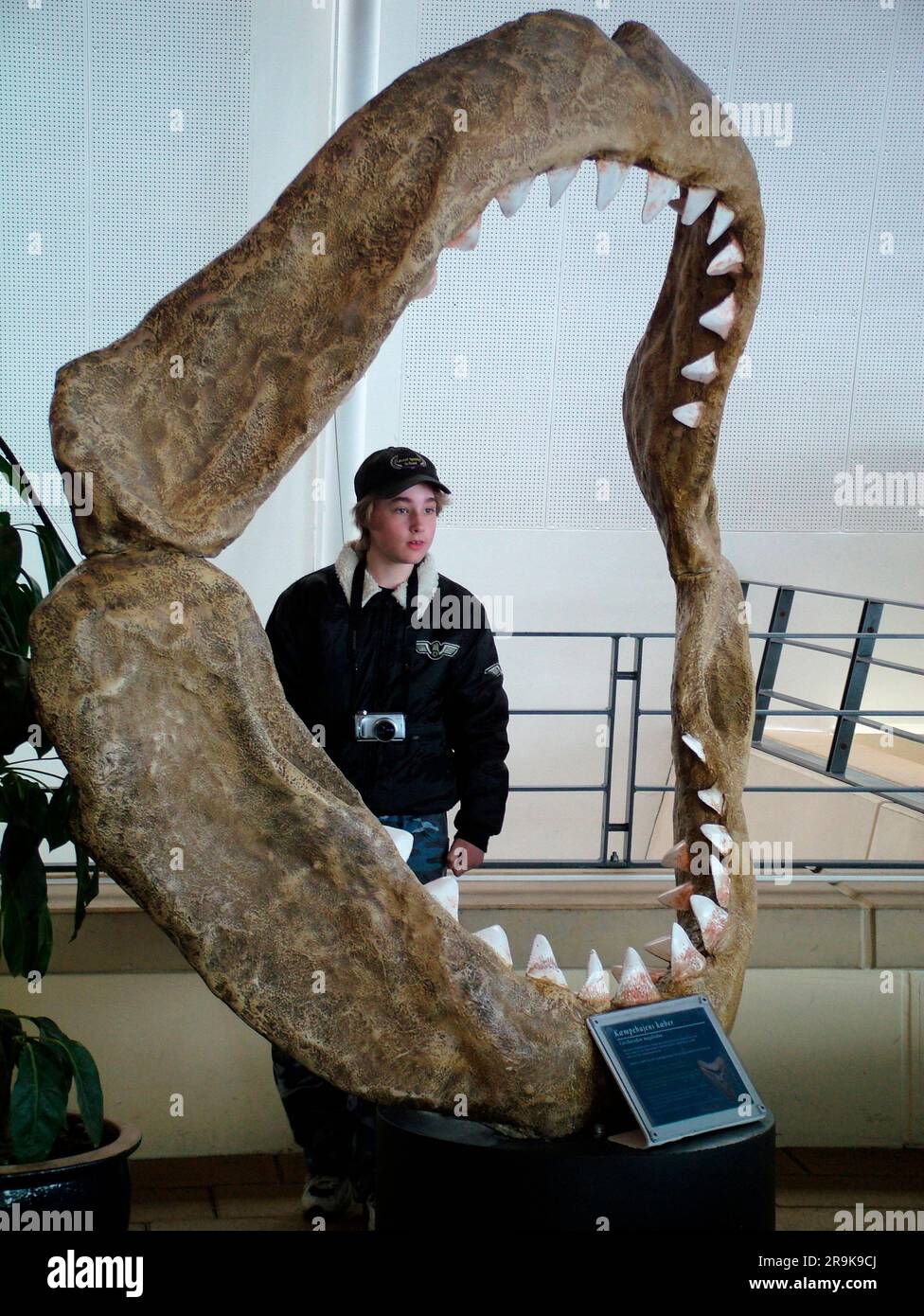 Shark skeleton hi-res stock photography and images - Alamy