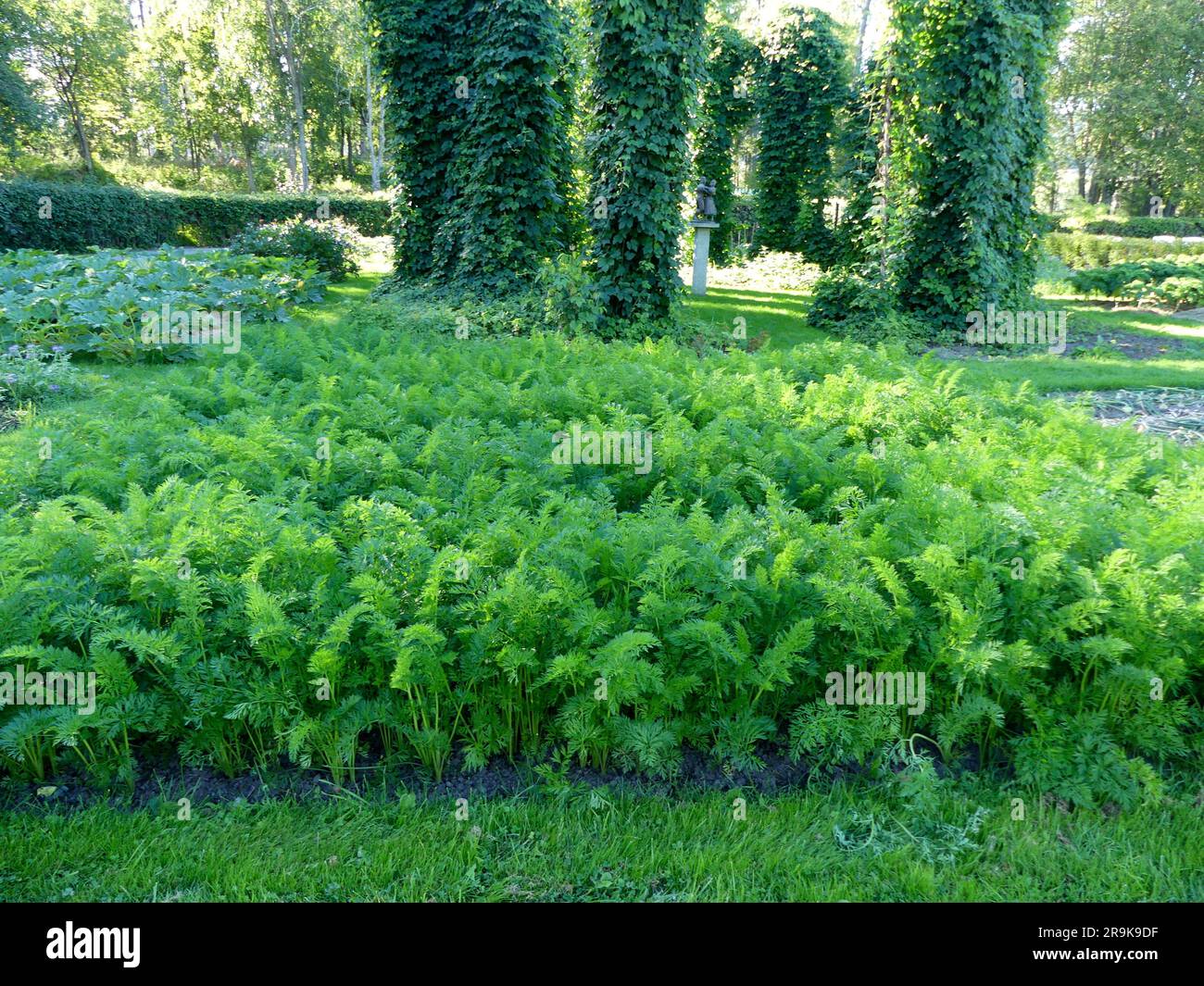 Seedlings of autumn carrot Stock Photo - Alamy