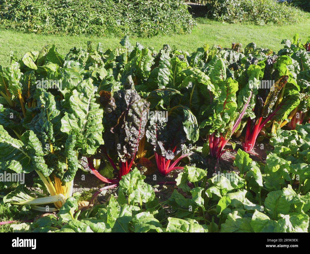 Seedlings of beetroot plants Stock Photo - Alamy