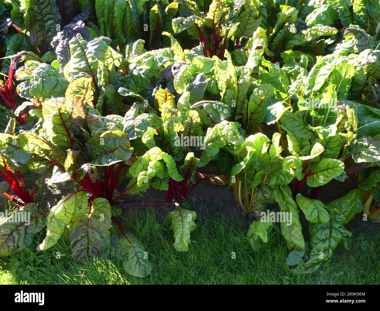 Seedlings of beetroot plants Stock Photo - Alamy