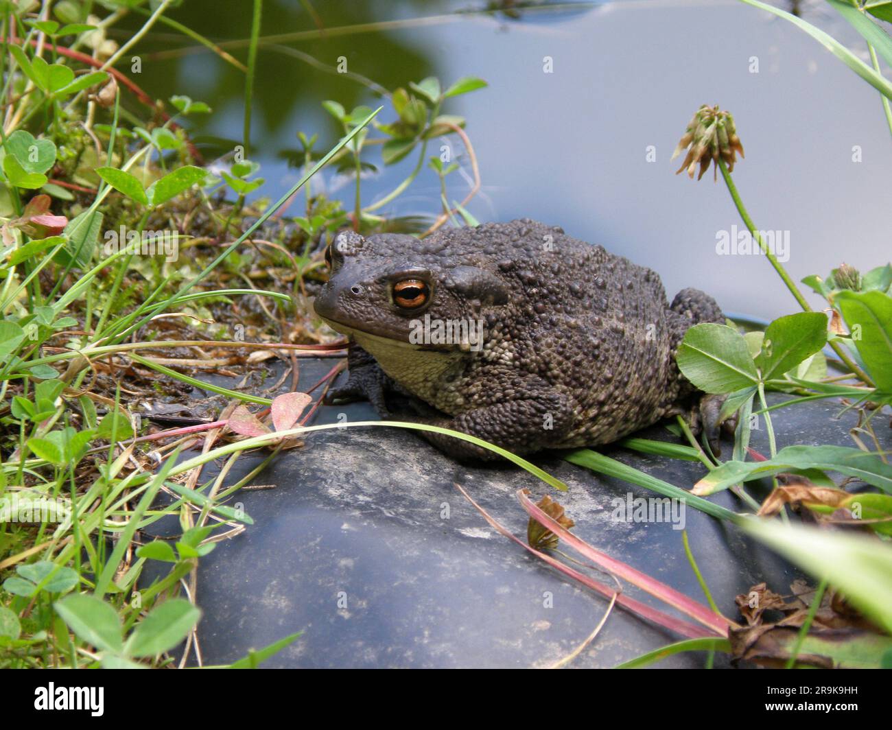 Amphibians ponds hi-res stock photography and images - Alamy