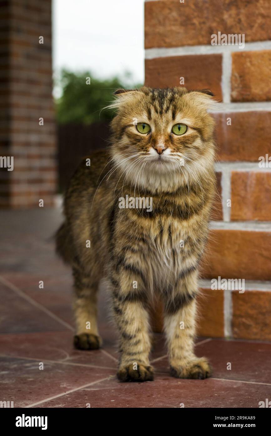 Gazing into the lens with mesmerizing eyes, a stunning cat captivates ...