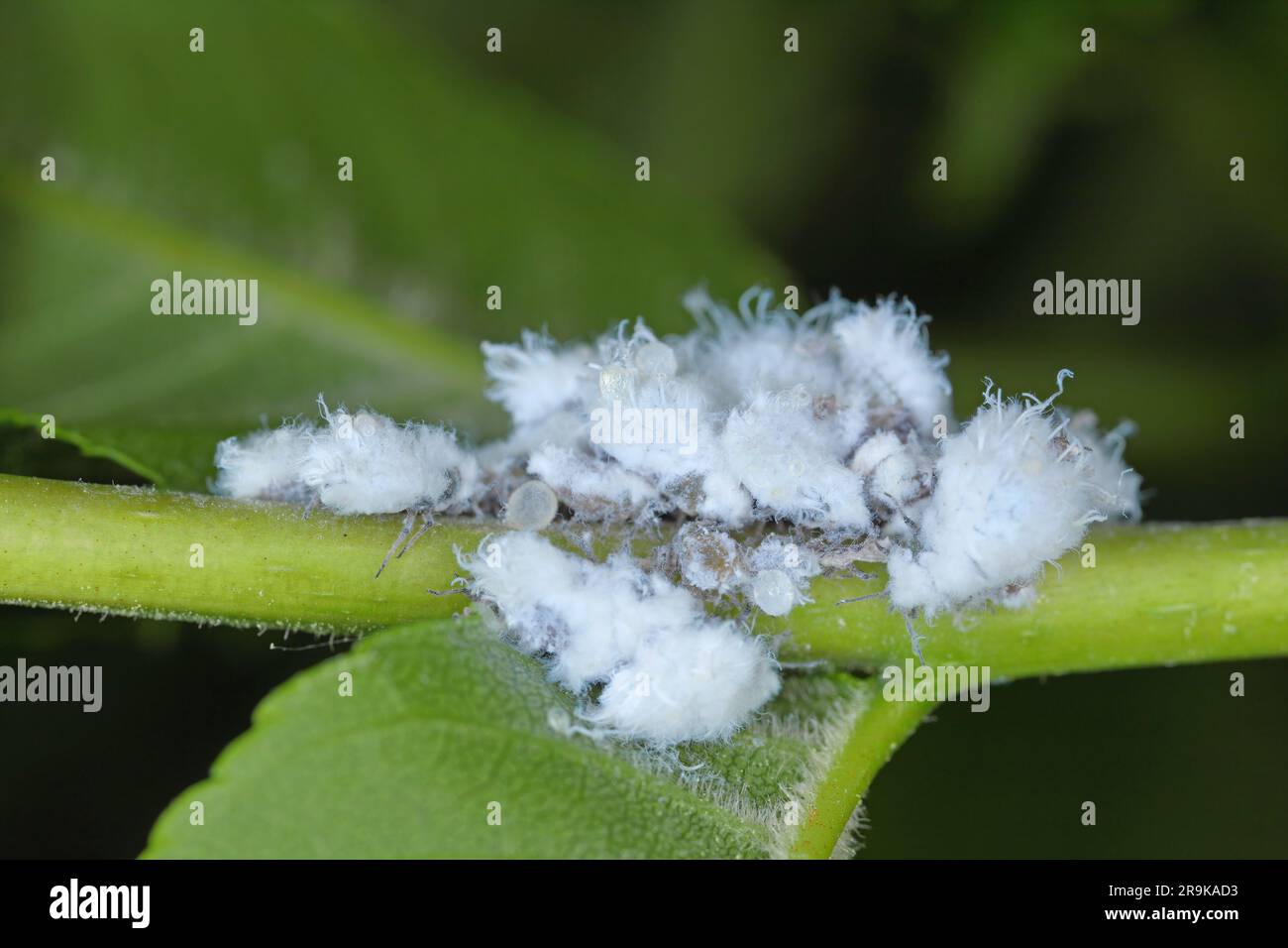 Ash tree diseases hi-res stock photography and images - Alamy