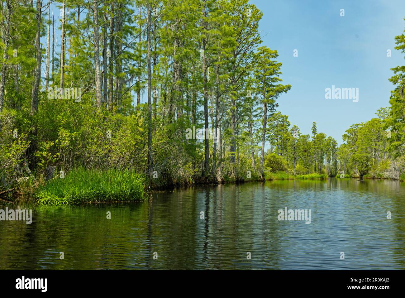swamp landscape in the Okefenokee National Wildlife Refuge in Georgia ...