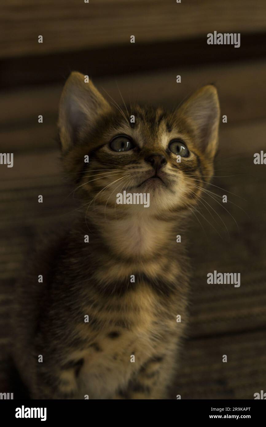 Through a mesmerizing macro lens, the intricate details of a small ...