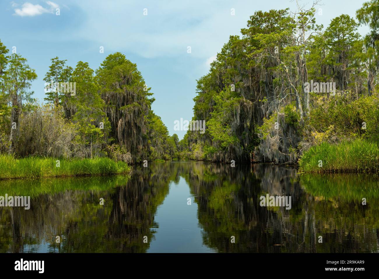 swamp landscape in the Okefenokee National Wildlife Refuge in Georgia ...