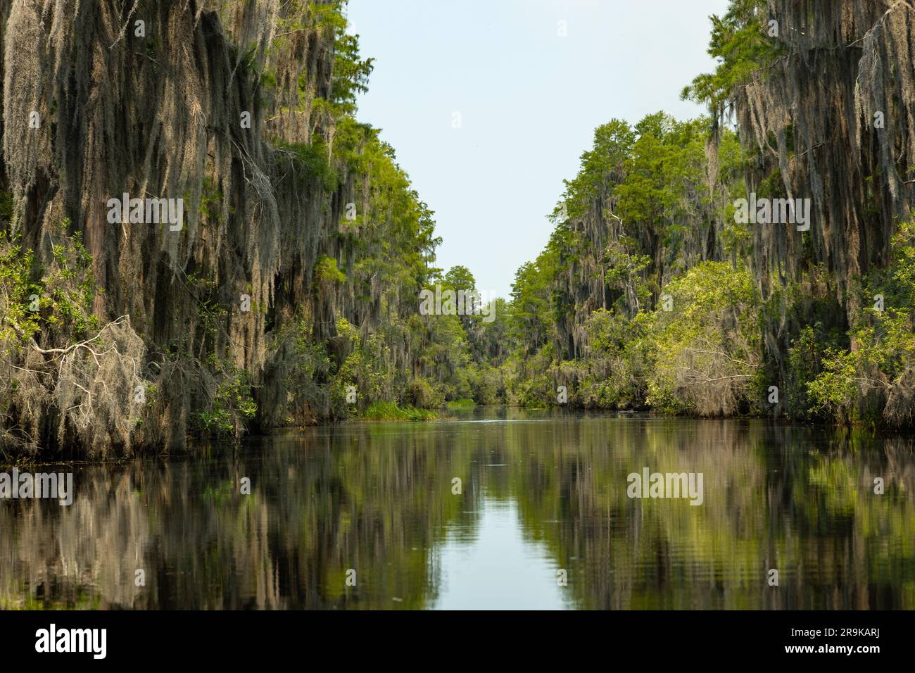 swamp landscape in the Okefenokee National Wildlife Refuge in Georgia ...