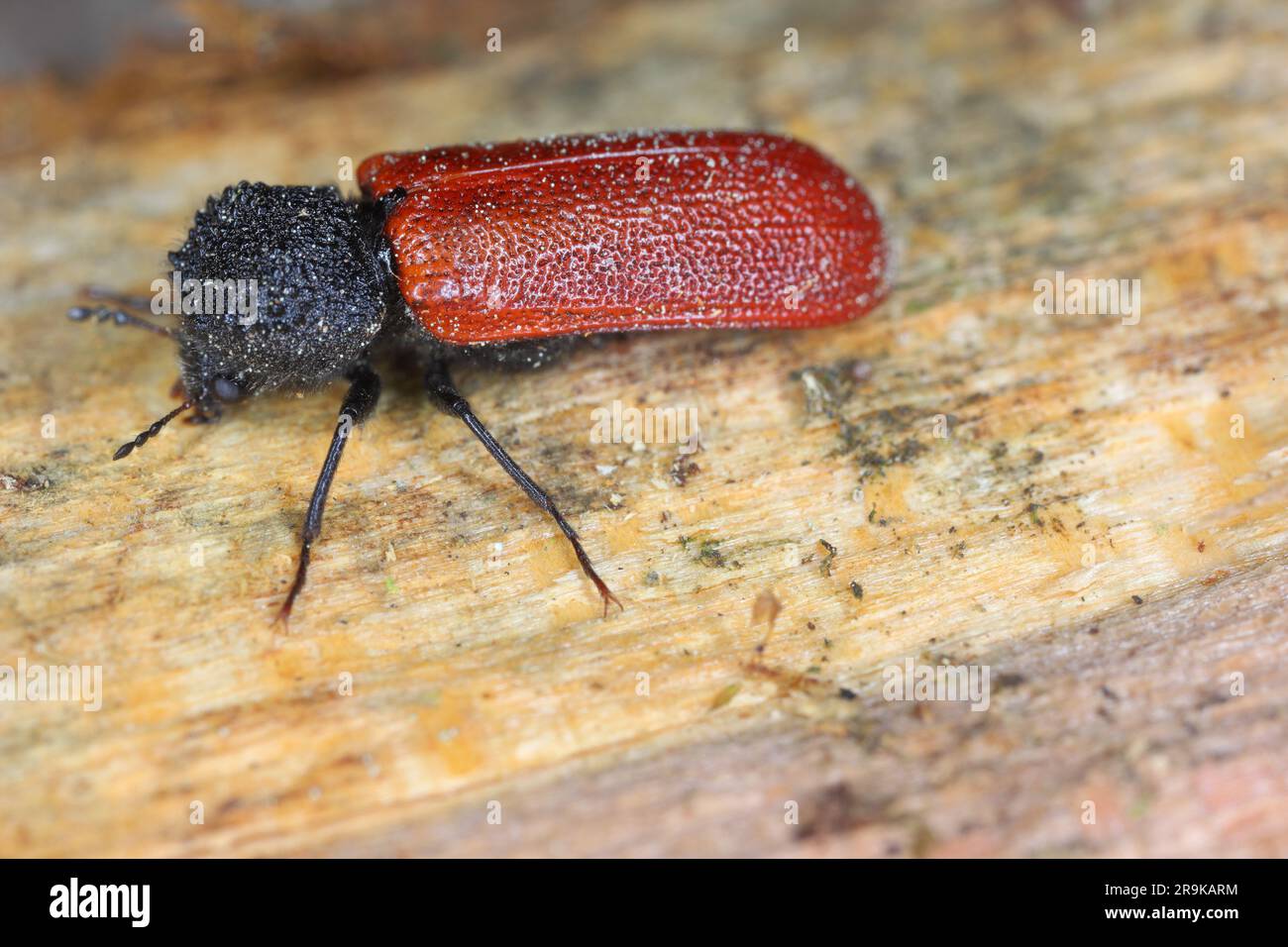 Capuchin beetle (latin name: Bostrichus capucinus - Bostrychidae ...