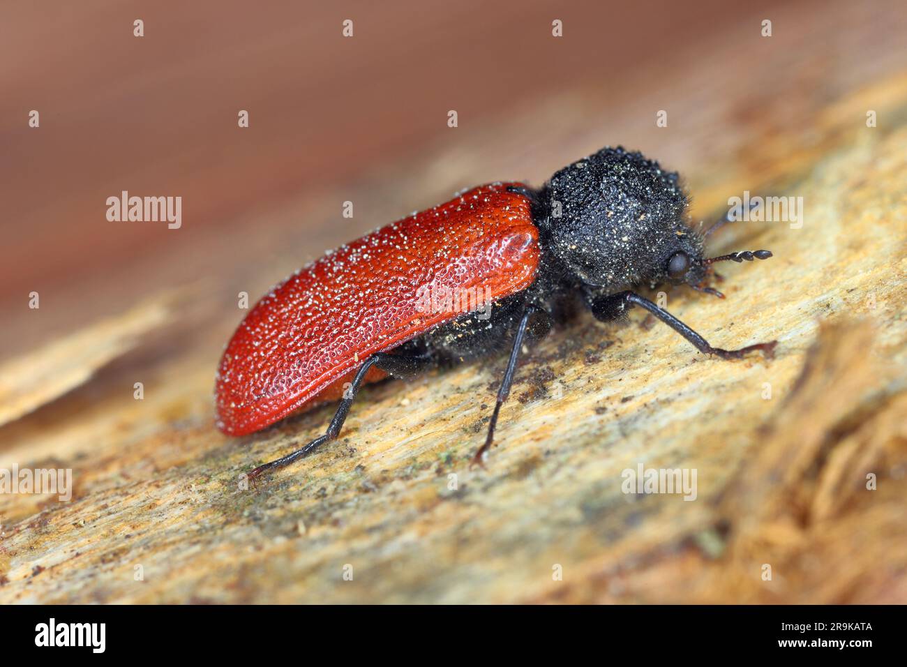 Capuchin beetle (latin name: Bostrichus capucinus - Bostrychidae ...