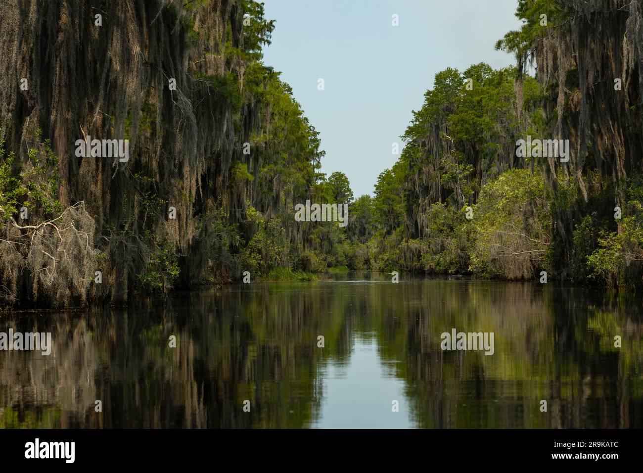 swamp landscape in the Okefenokee National Wildlife Refuge in Georgia ...