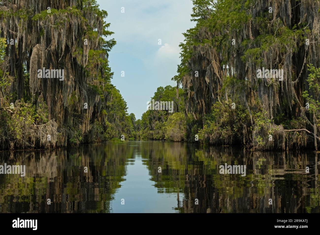 swamp landscape in the Okefenokee National Wildlife Refuge in Georgia ...