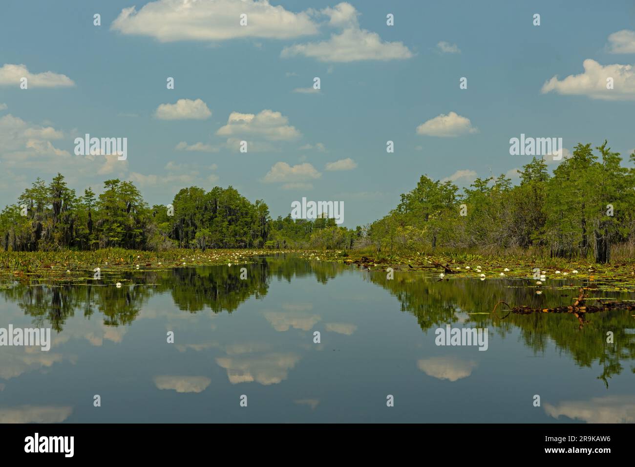 swamp landscape in the Okefenokee National Wildlife Refuge in Georgia ...