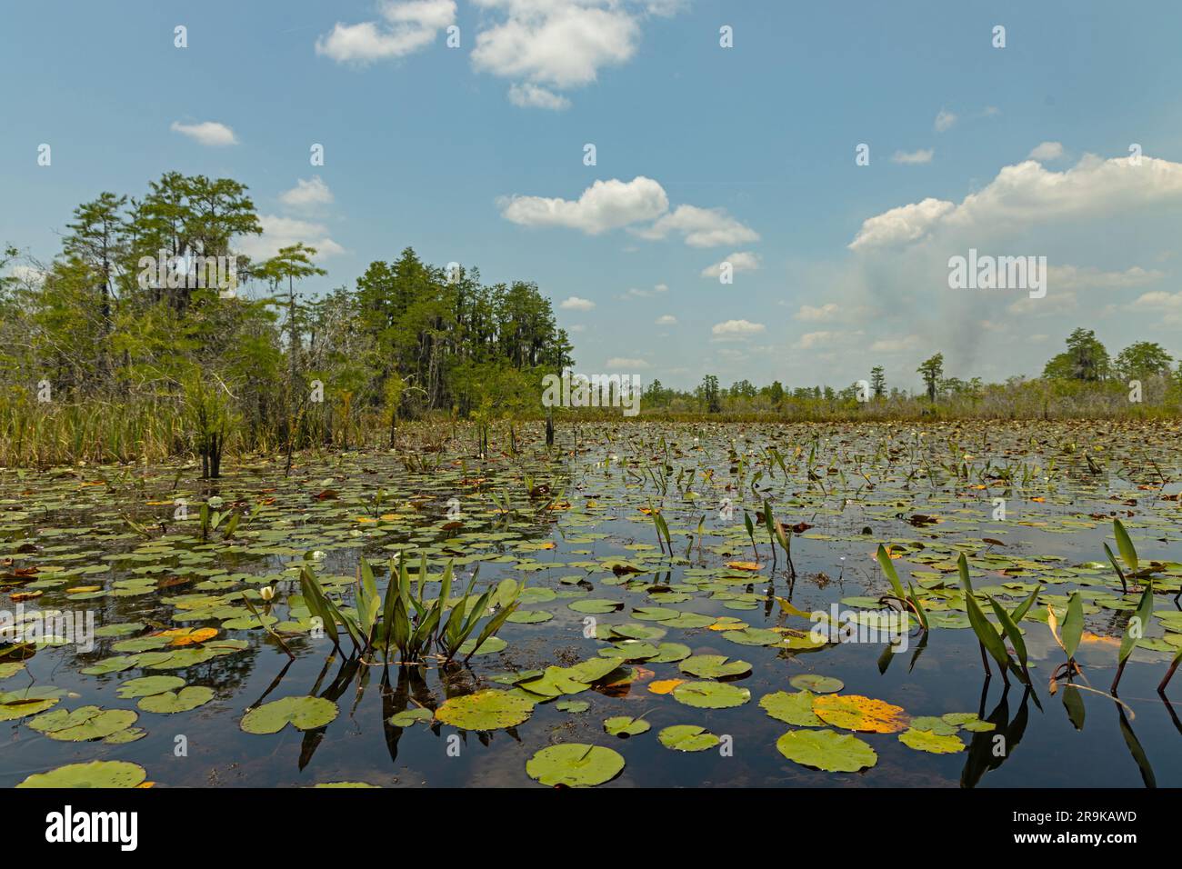 swamp landscape in the Okefenokee National Wildlife Refuge in Georgia ...