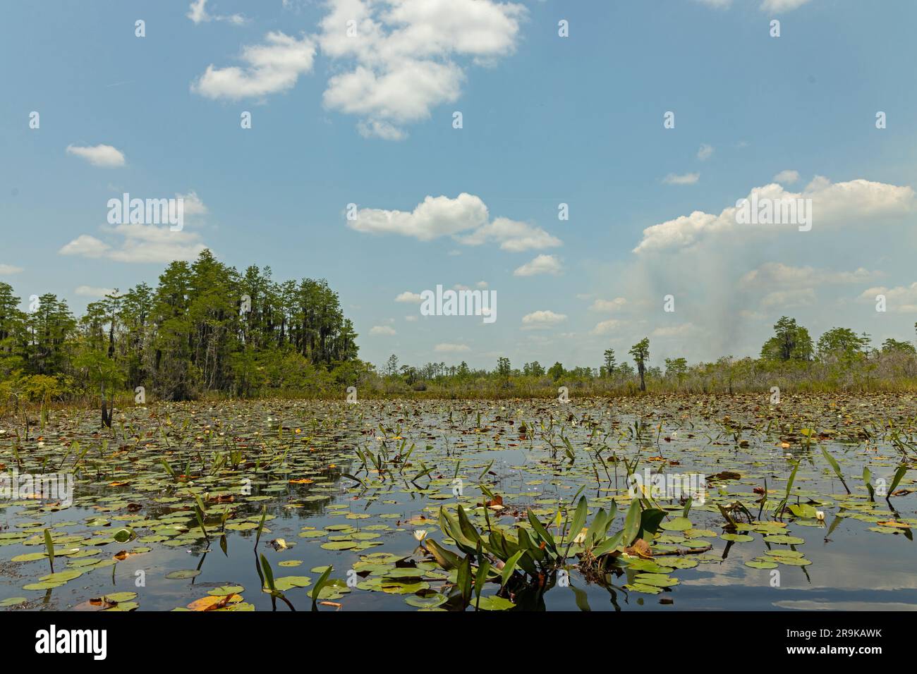 swamp landscape in the Okefenokee National Wildlife Refuge in Georgia ...
