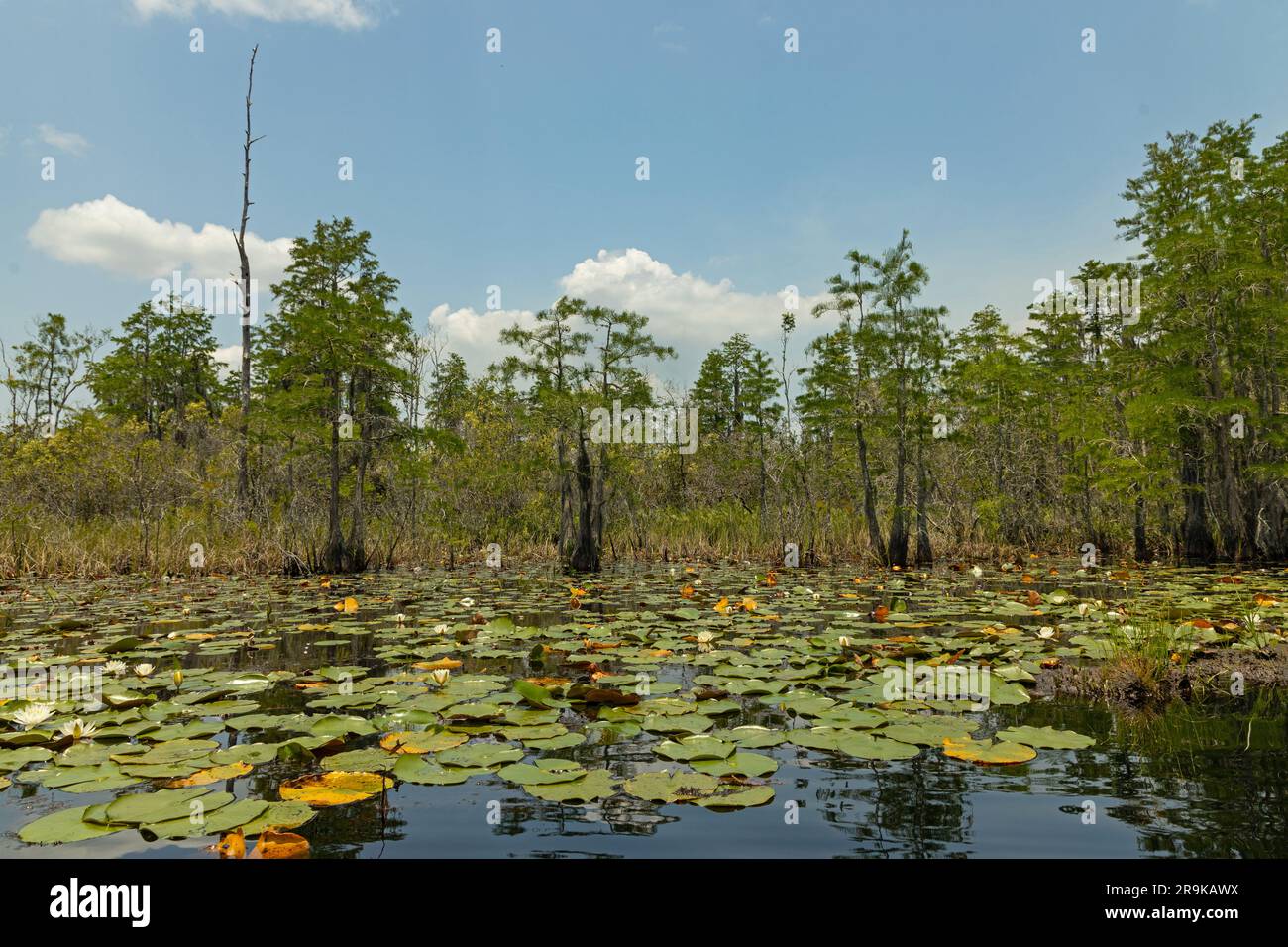 Cypress trees lake georgia state park hi-res stock photography and ...