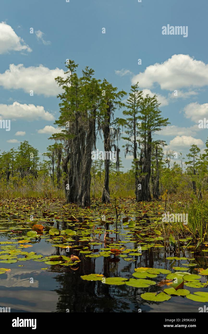 swamp landscape in the Okefenokee National Wildlife Refuge in Georgia ...