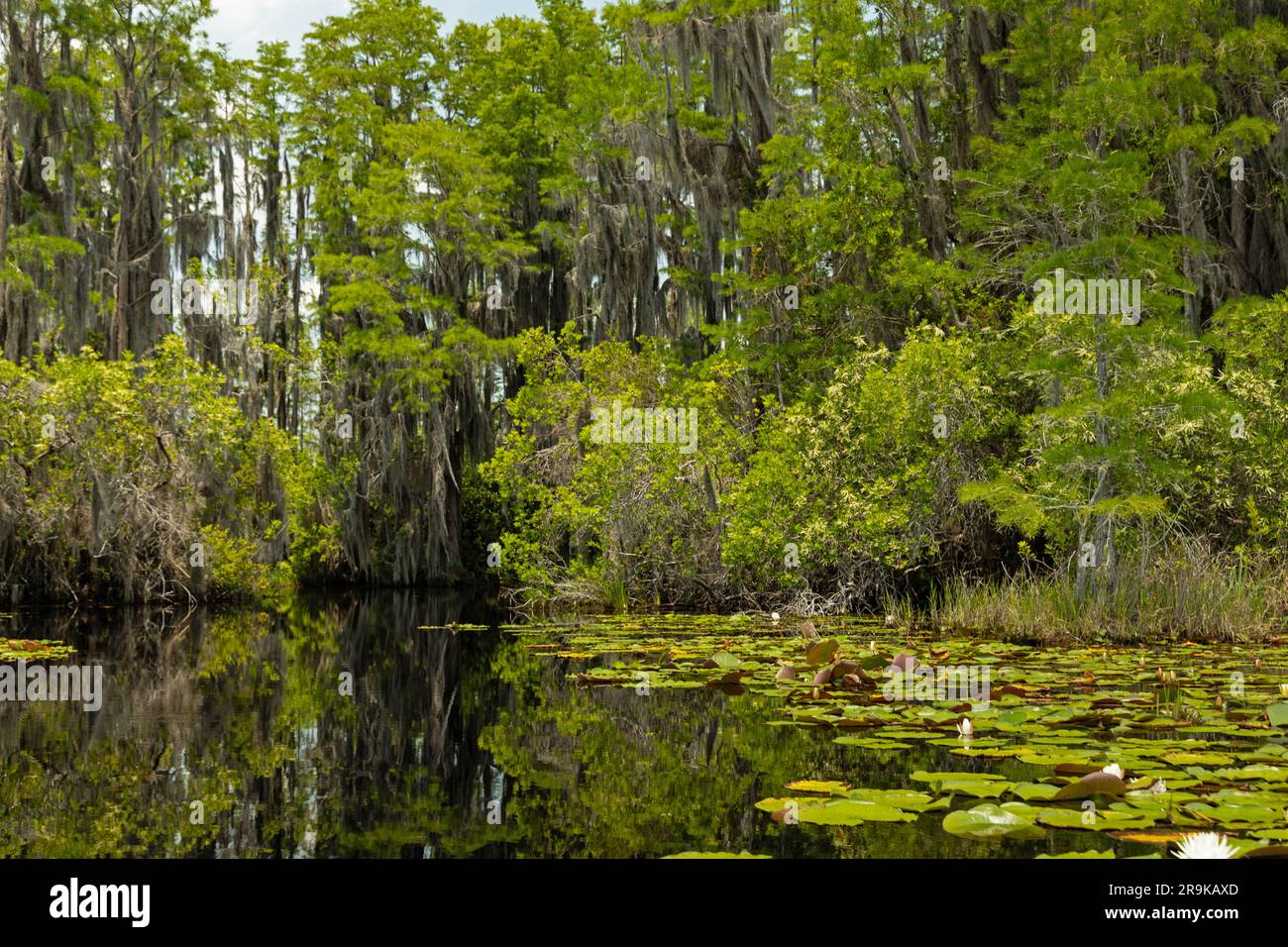 swamp landscape in the Okefenokee National Wildlife Refuge in Georgia ...