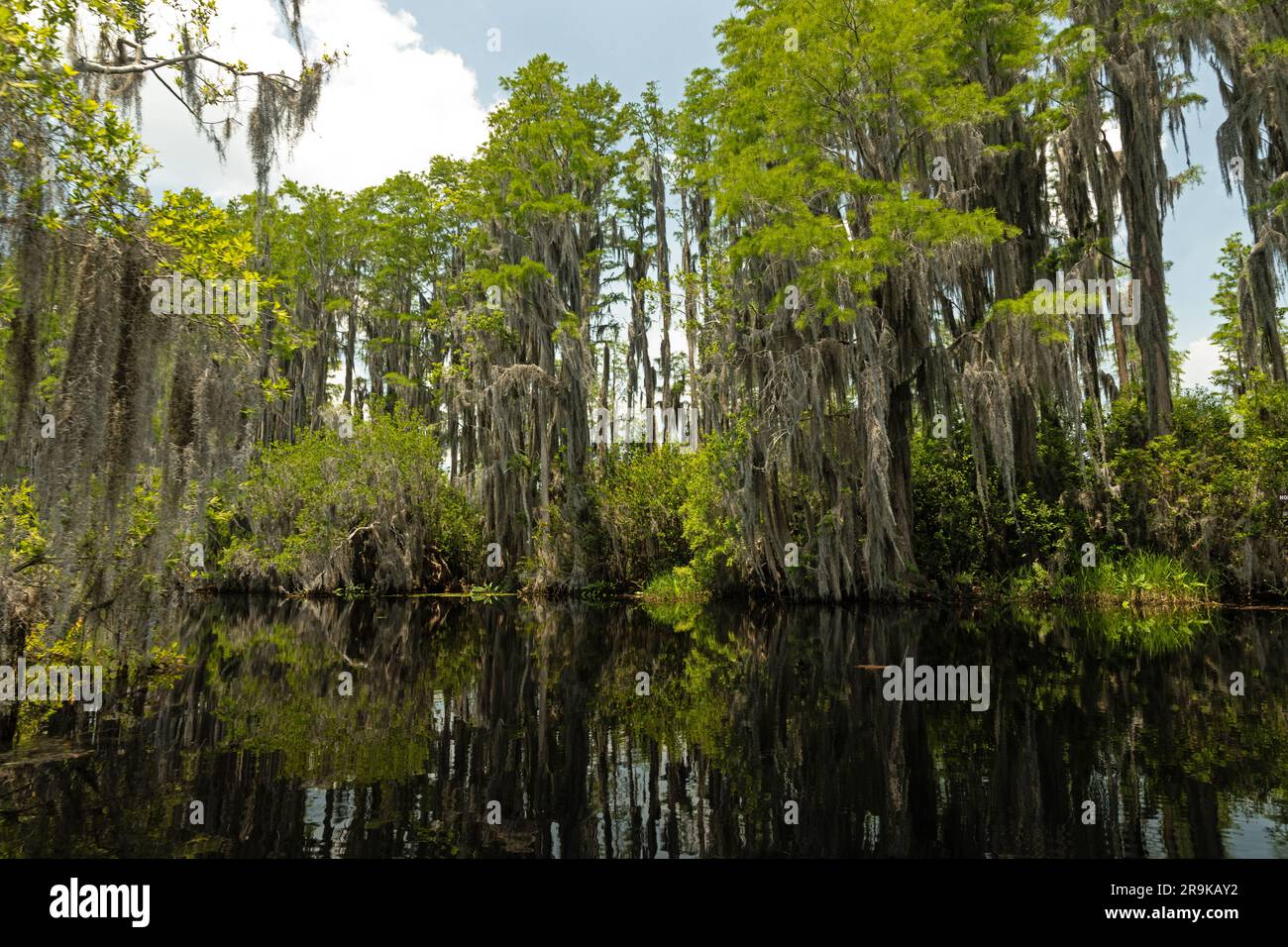 swamp landscape in the Okefenokee National Wildlife Refuge in Georgia ...