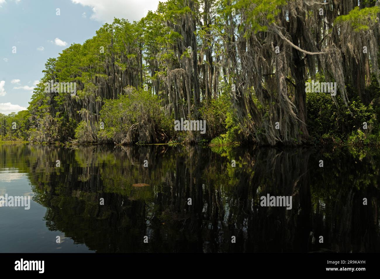 swamp landscape in the Okefenokee National Wildlife Refuge in Georgia ...