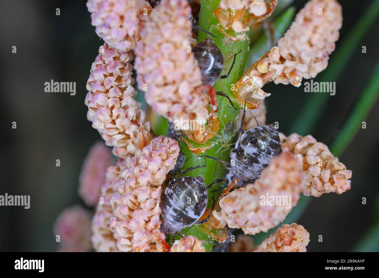 Parthenogenesis aphid hi-res stock photography and images - Alamy Parthenogenesis aphid hi-res stock photography and images - Alamy