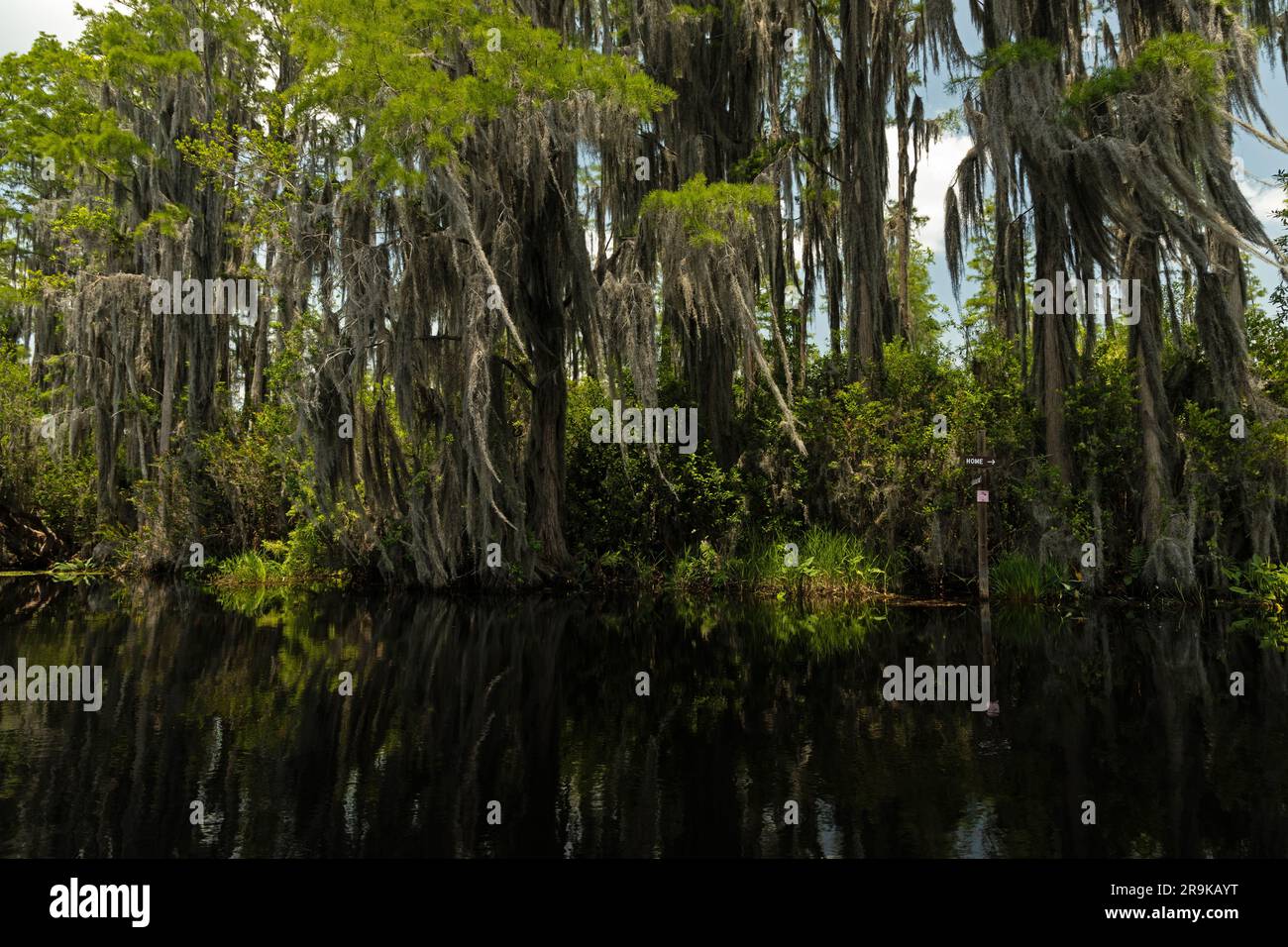 swamp landscape in the Okefenokee National Wildlife Refuge in Georgia ...
