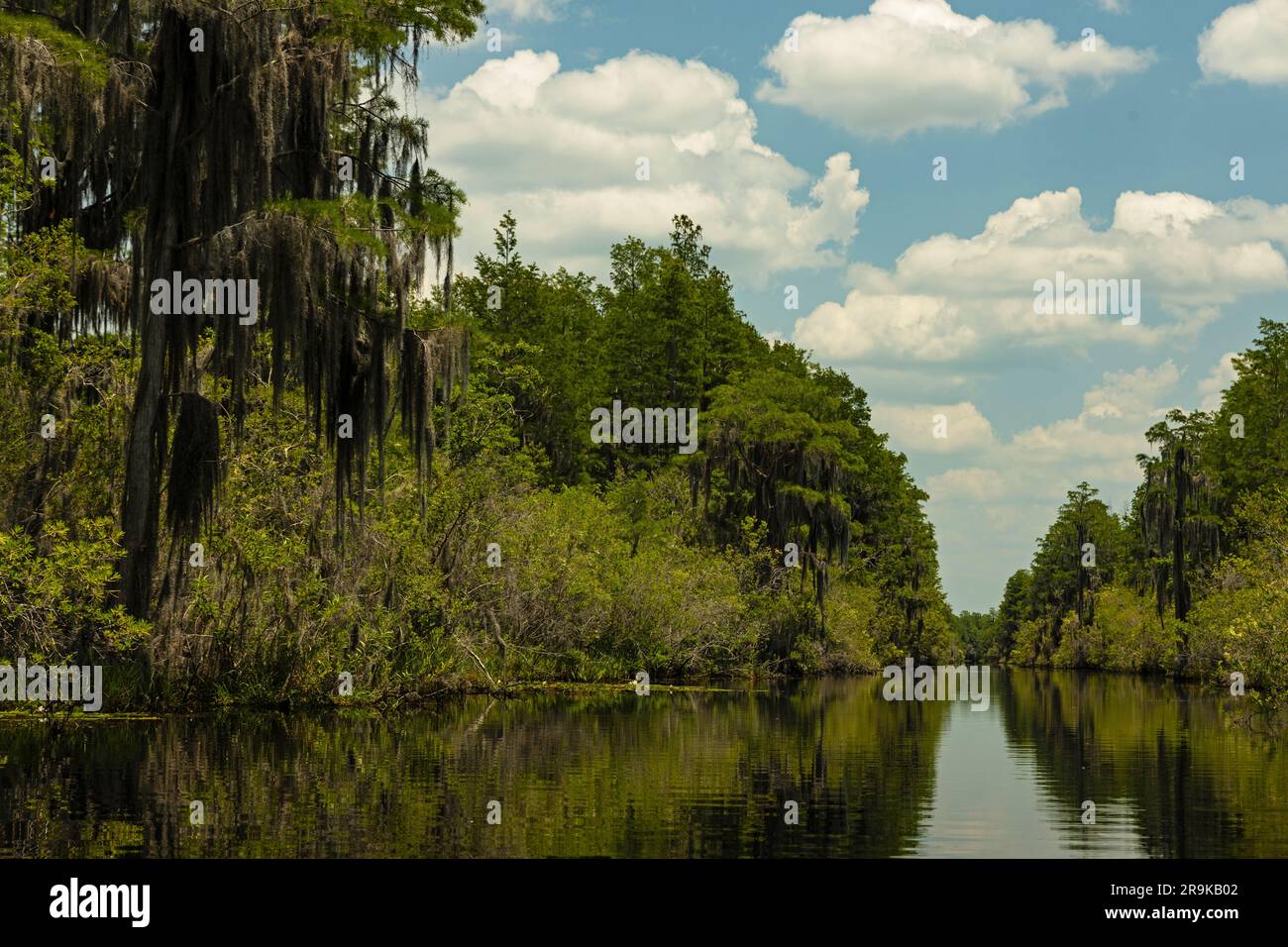swamp landscape in the Okefenokee National Wildlife Refuge in Georgia ...