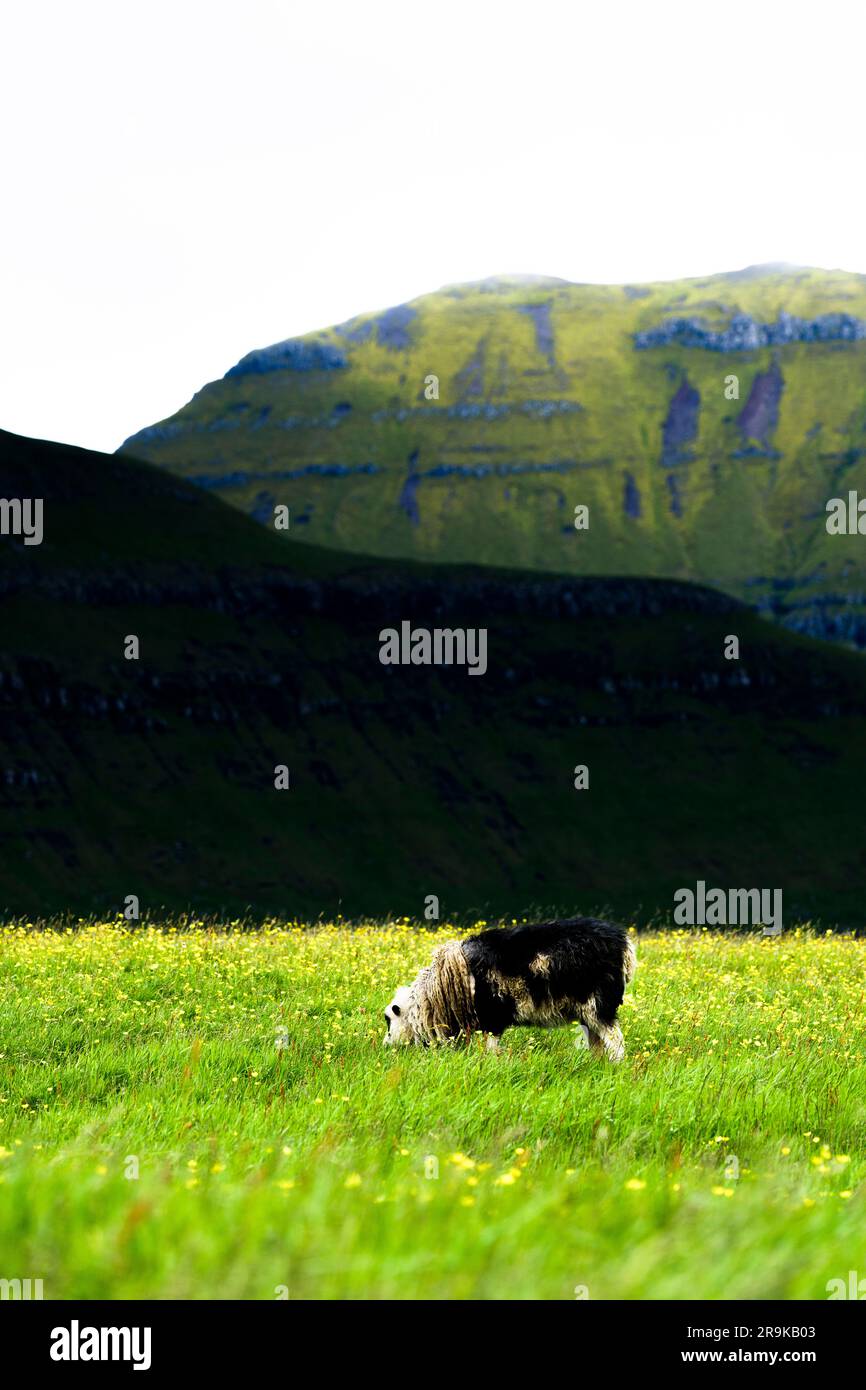 Lone sheep grazing on green meadows, Faroe Islands, Denmark Stock Photo ...