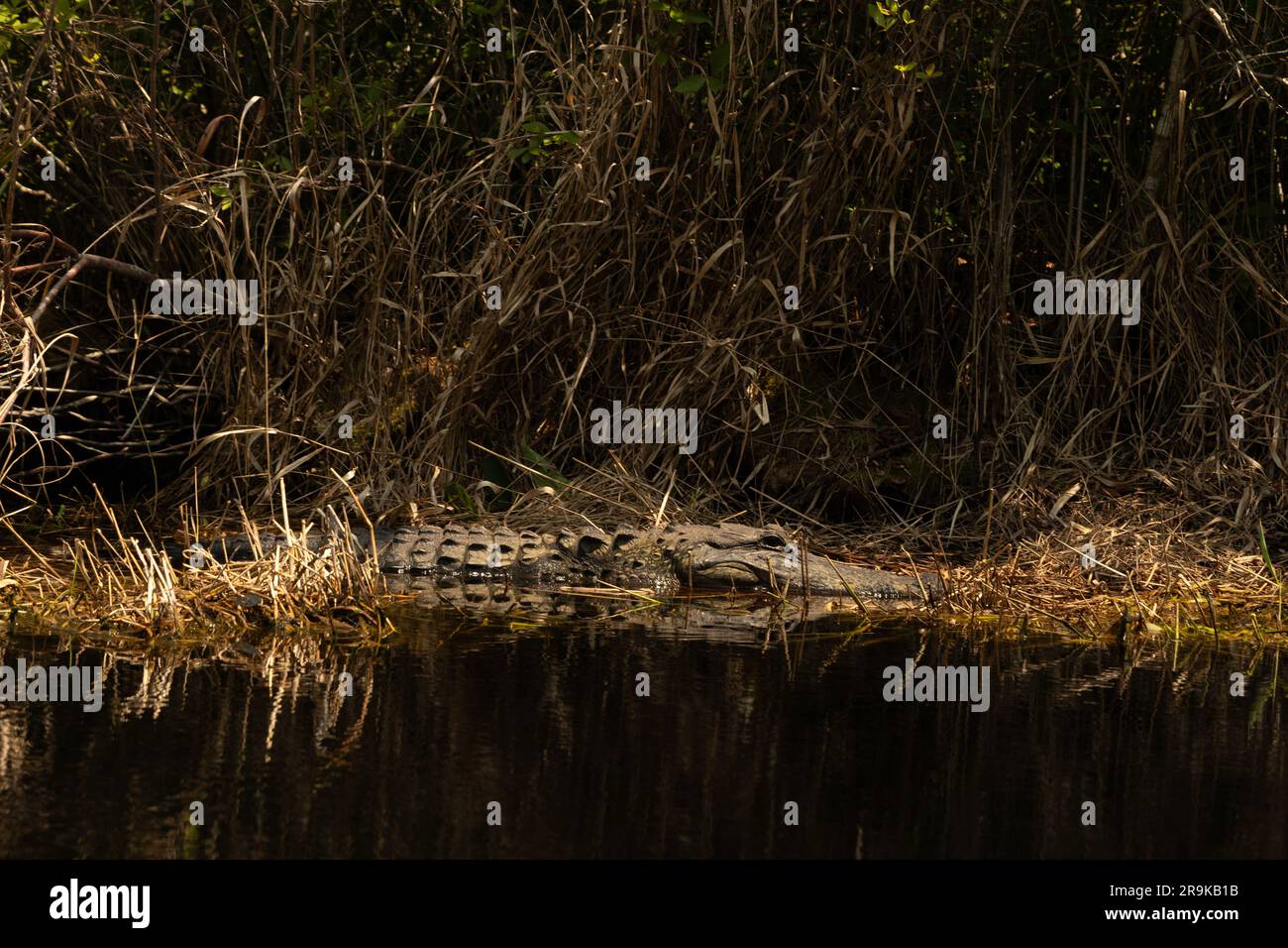alligator in the Okefenokee National Wildlife Refuge in Georgia Stock ...