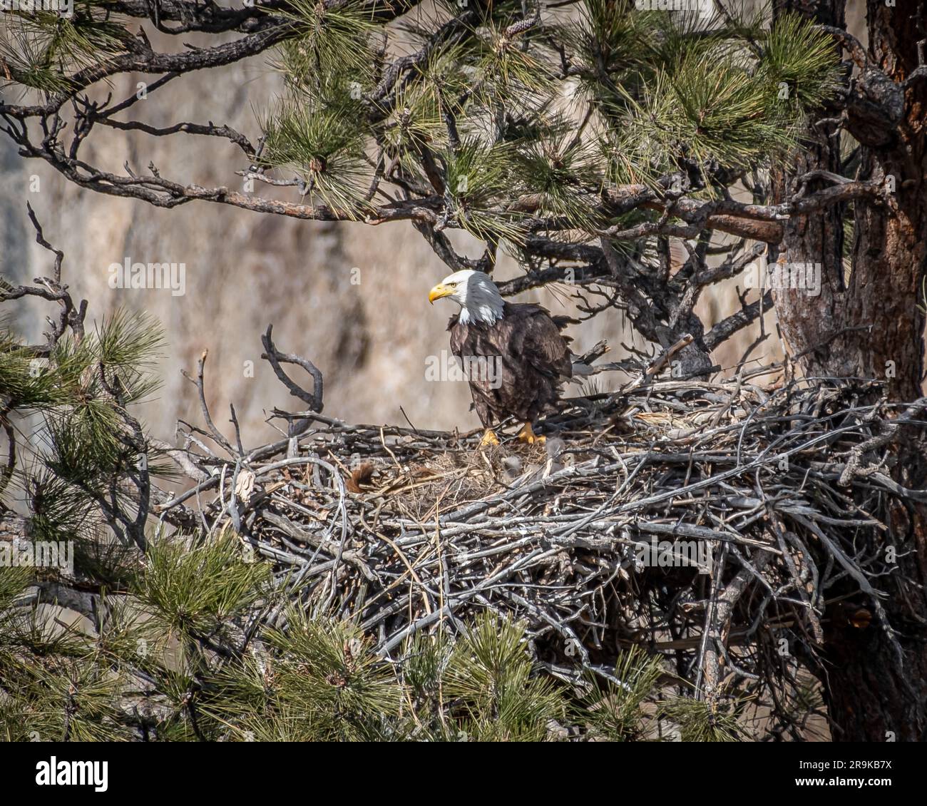 Winged eagle atop hi-res stock photography and images - Alamy