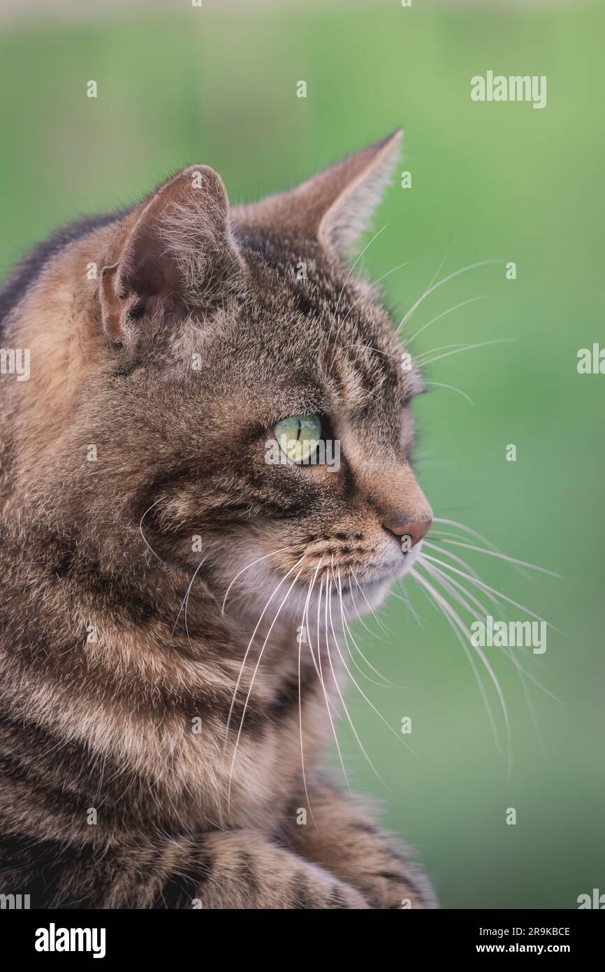 A vertical closeup of a tabby cat looking straight forward Stock Photo ...