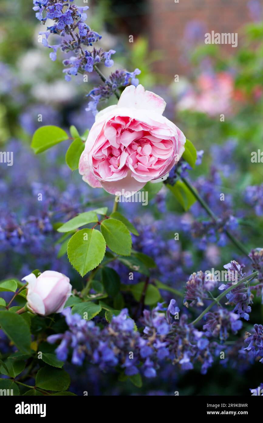 Blooming pink park rose Cinderella and violet flowers of herb catmint ...