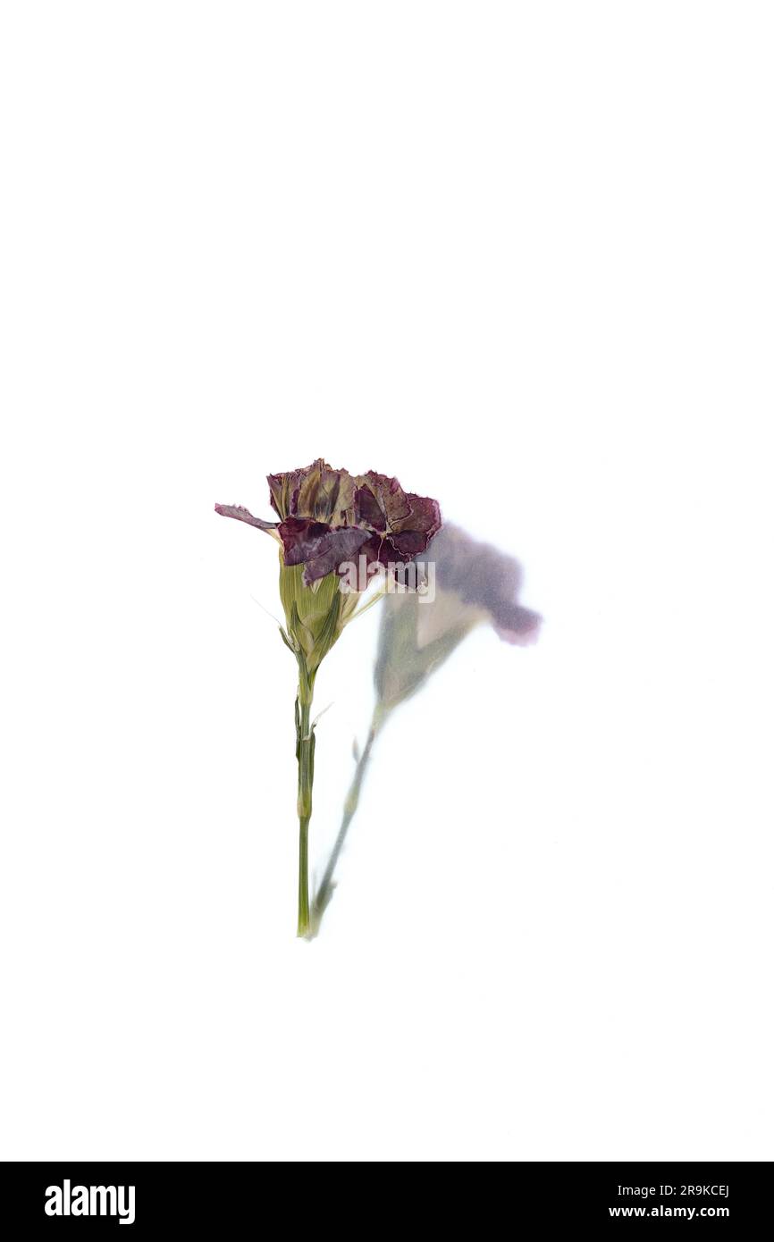 Pressed carnation hi-res stock photography and images - Alamy