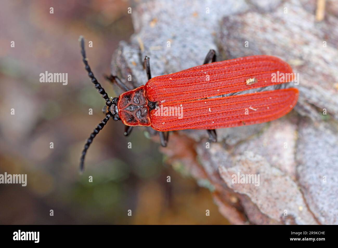 Net winged beetles hi-res stock photography and images - Alamy